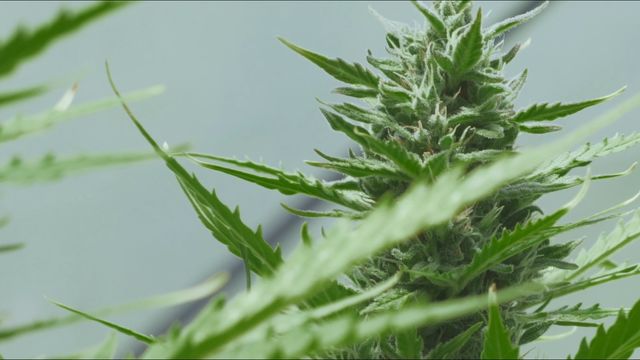 Cannabis Medicinal (2023): Where to Watch and Stream Online | Reelgood