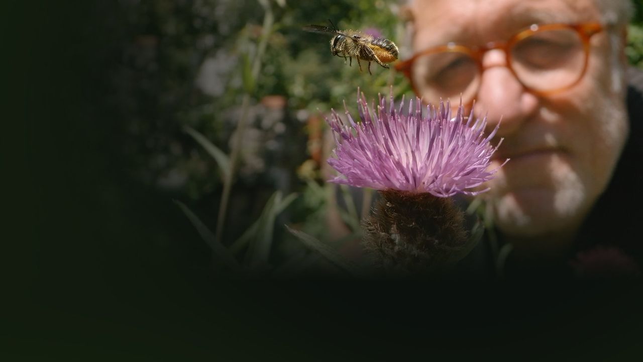 My Garden of a Thousand Bees (2021): Where to Watch and Stream Online | Reelgood