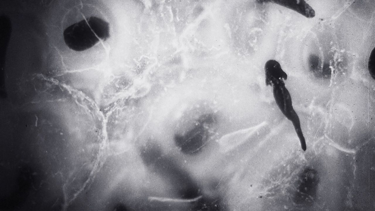 Minute Bodies: The Intimate World of F. Percy Smith (2019): Where to ...