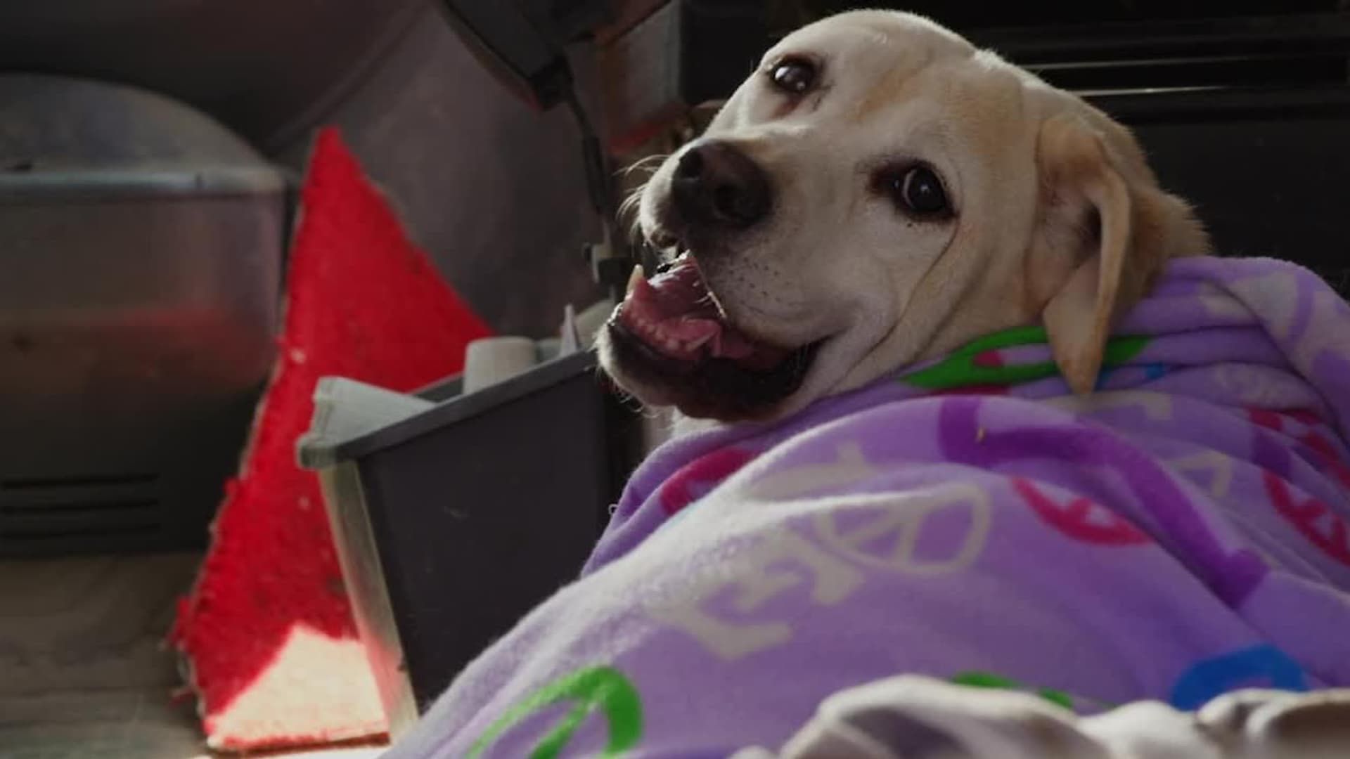 Toby's Big Adventure (2020) - Where to Watch It Streaming Online | Reelgood