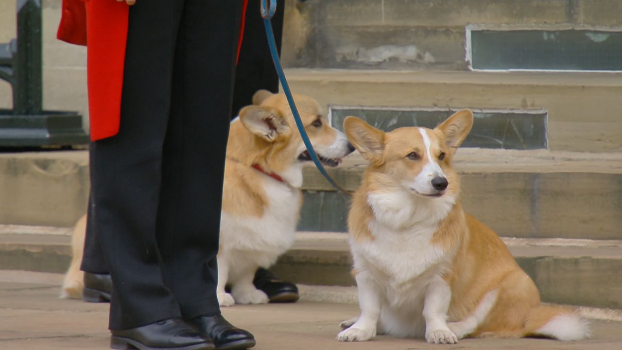 The Real! Royal Pets: From Corgis to Big Cats (2024): Where to Watch ...