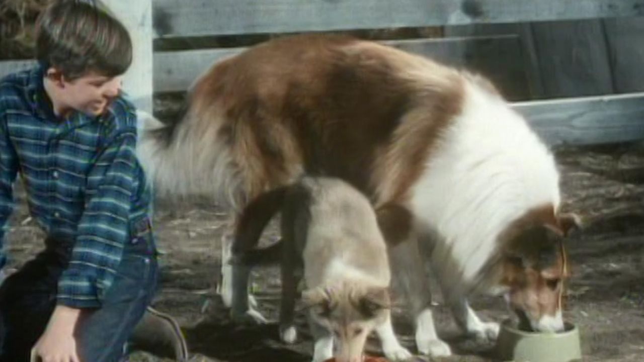 Lassie: Well of Love (1988): Where to Watch and Stream Online | Reelgood