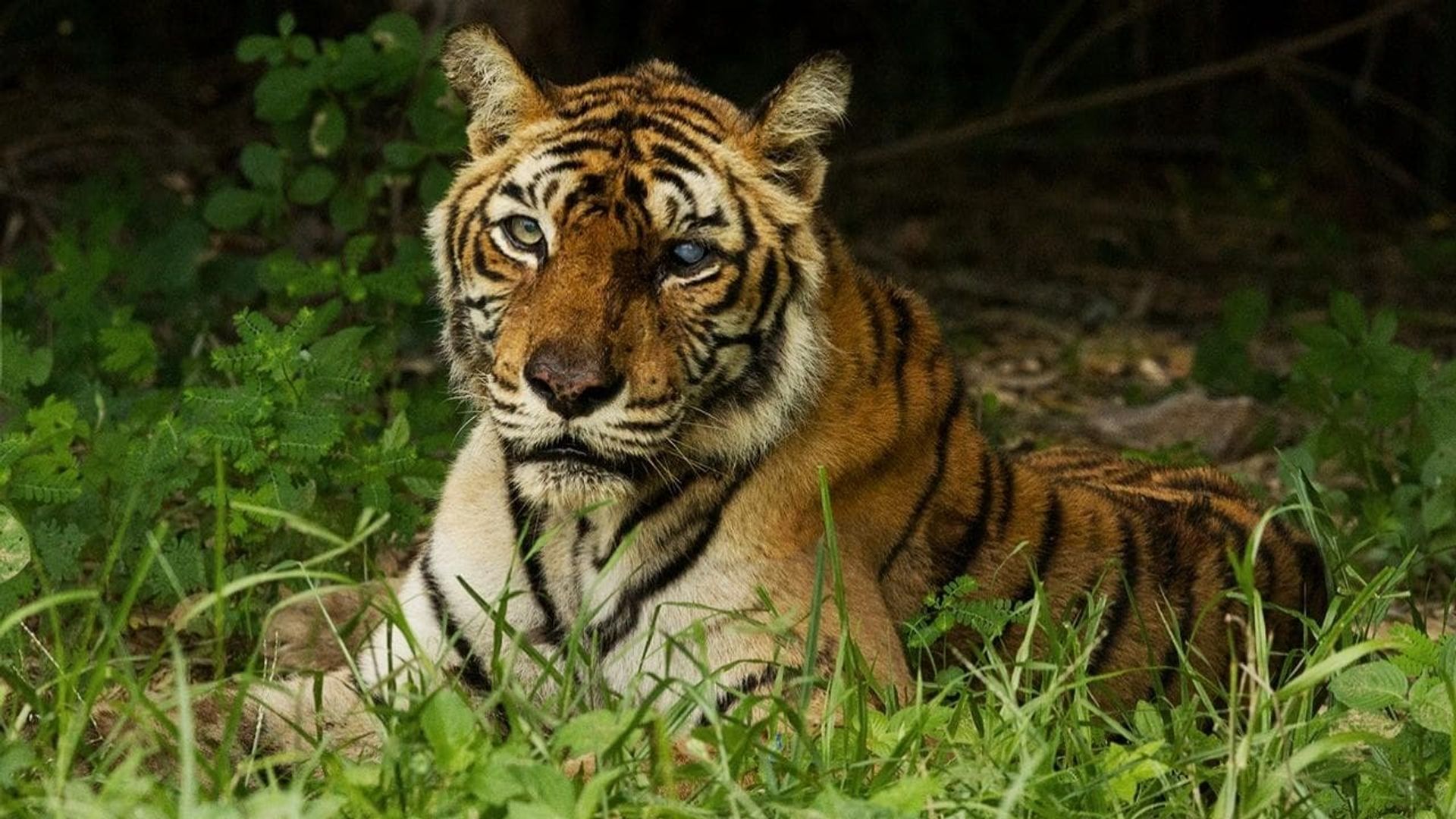 The World's Most Famous Tiger (2017) - Watch on fuboTV or Streaming ...