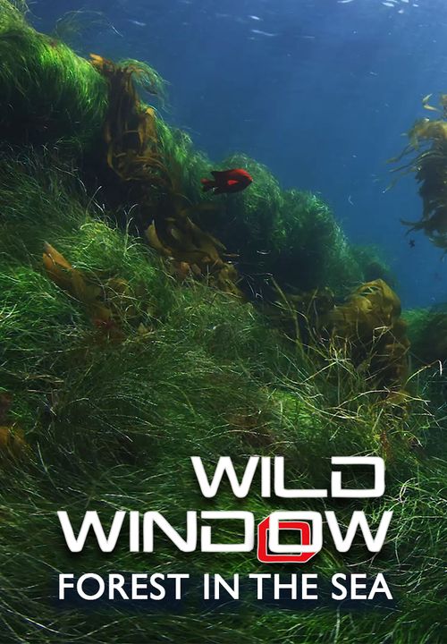 Wild Window: Forests of the Sea: User Lists | Reelgood