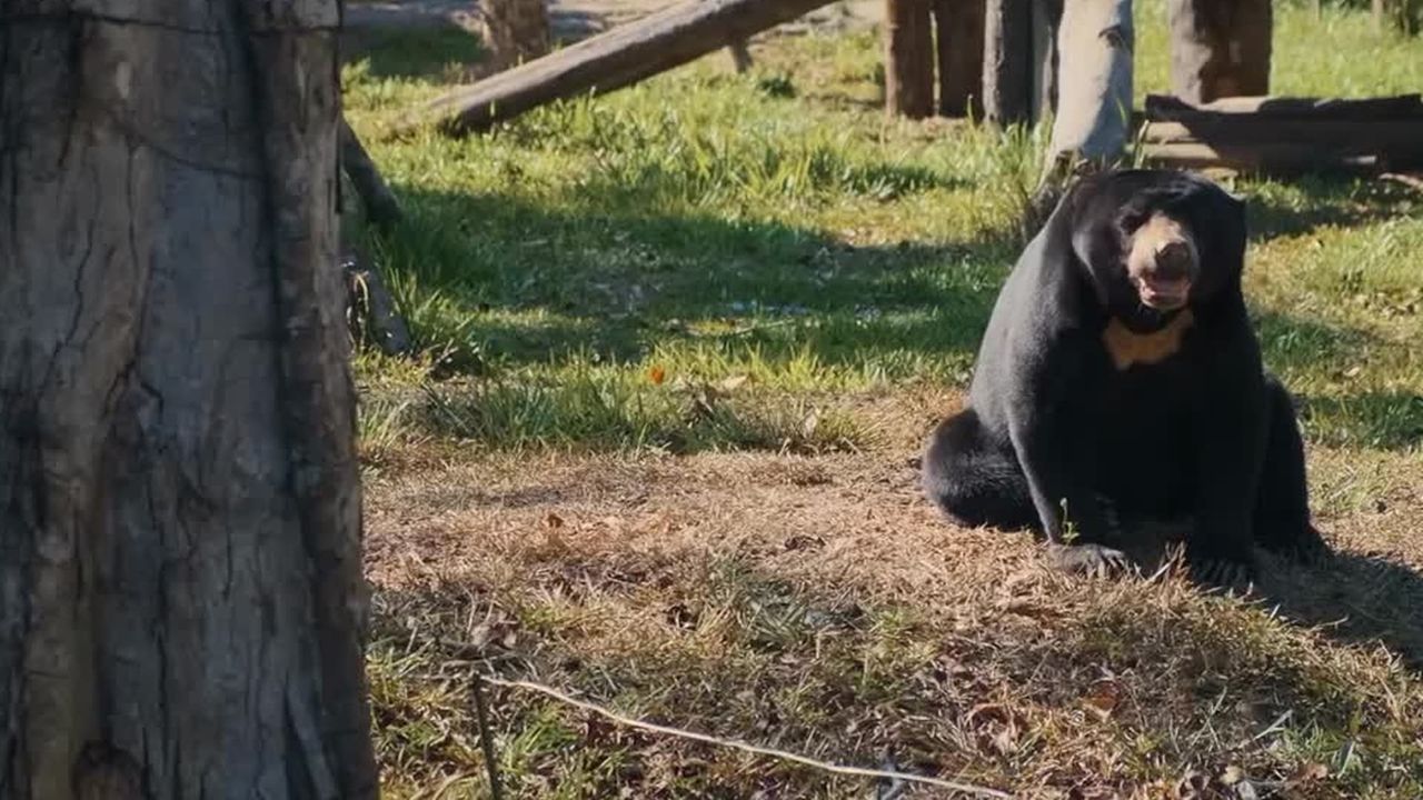 Archie and Zooey's Cool Facts: Top 5 Bears (2023): Where to Watch and ...