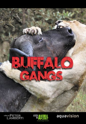 Buffalo Gangs (2014): Where to Watch and Stream Online | Reelgood