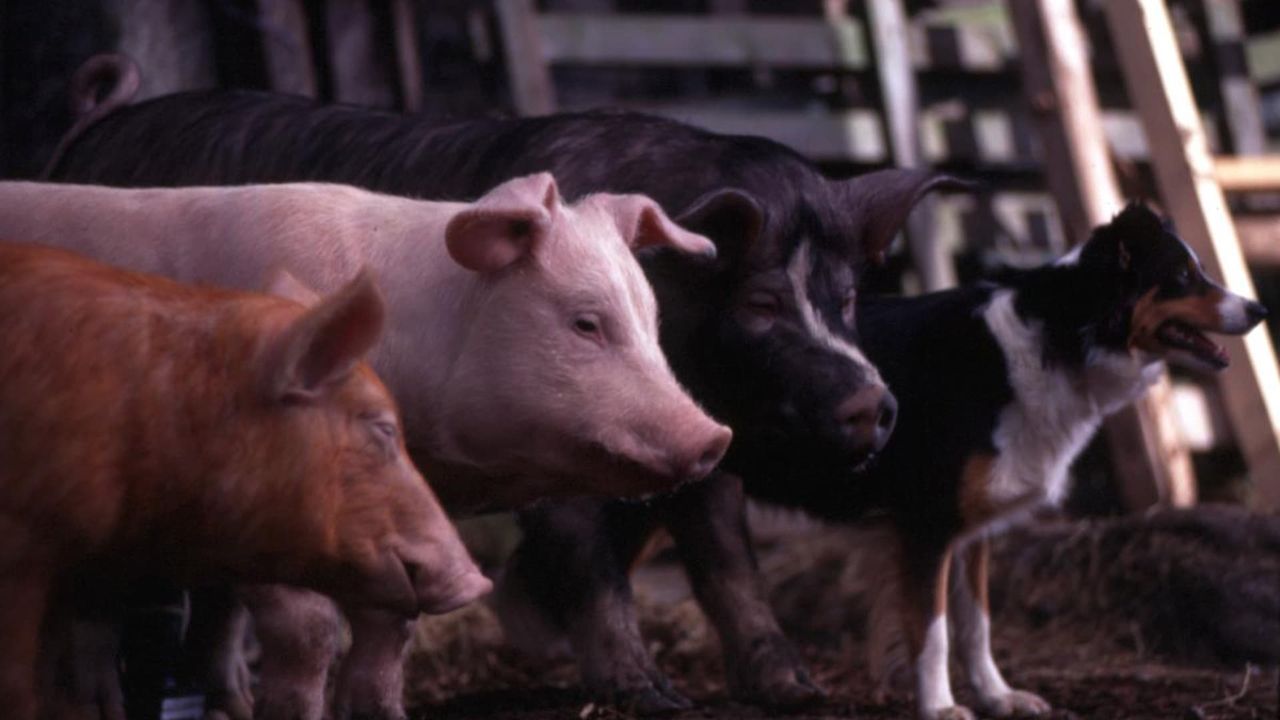 Animal Farm (1999): Where to Watch and Stream Online | Reelgood