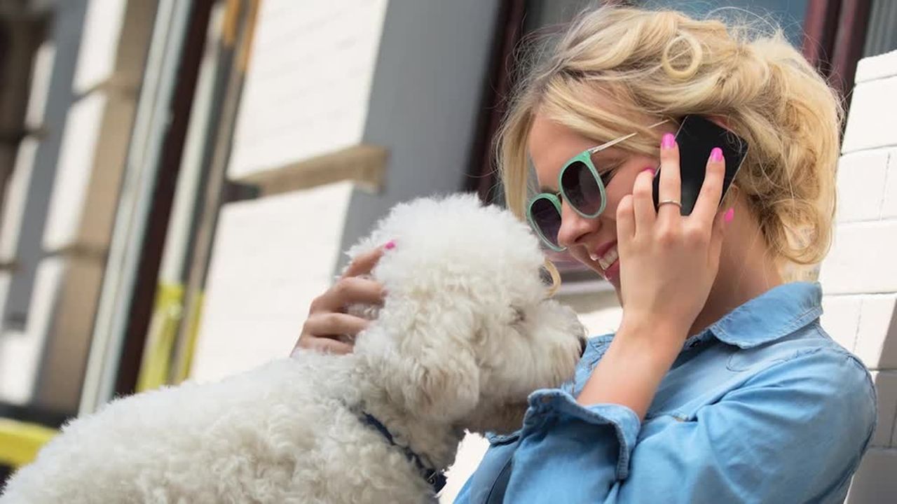 Dog Geniuses: The Best Lap Dogs Ever: Where to Watch and Stream Online ...
