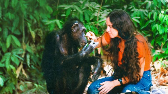 Lucy, the Human Chimp (2021): Where to Watch and Stream Online | Reelgood