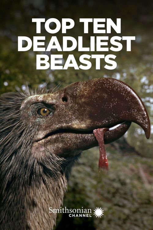 Top Ten Deadliest Beasts: User Lists | Reelgood