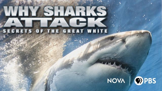 Why Sharks Attack (2014): Where to Watch and Stream Online | Reelgood