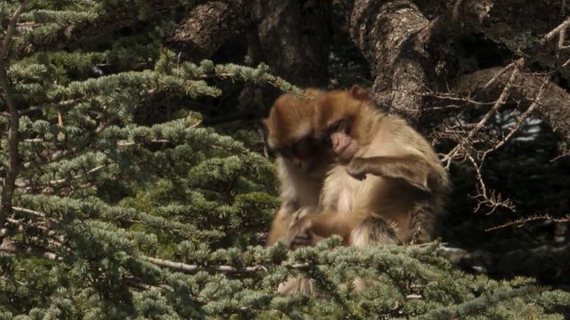 High Life: Forest Canopy (2021): Where to Watch and Stream Online | Reelgood