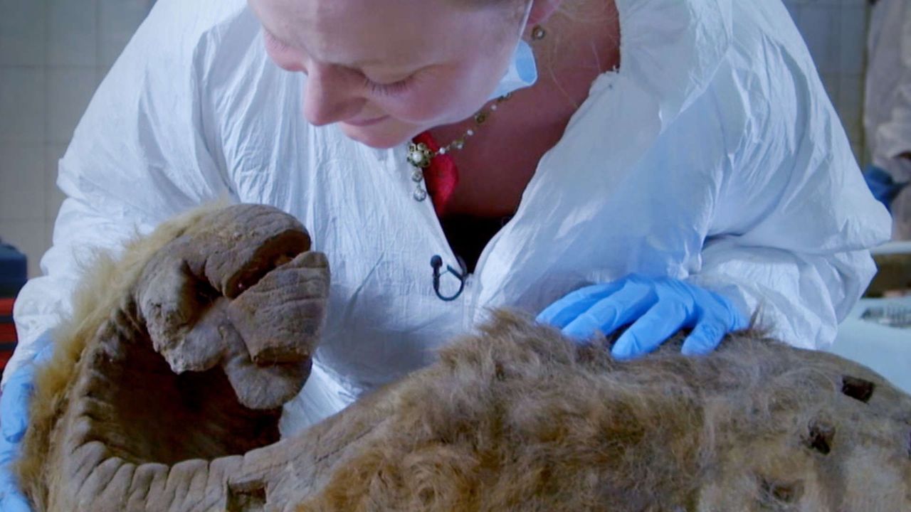 How To Clone A Woolly Mammoth (2014): Where to Watch and Stream Online ...