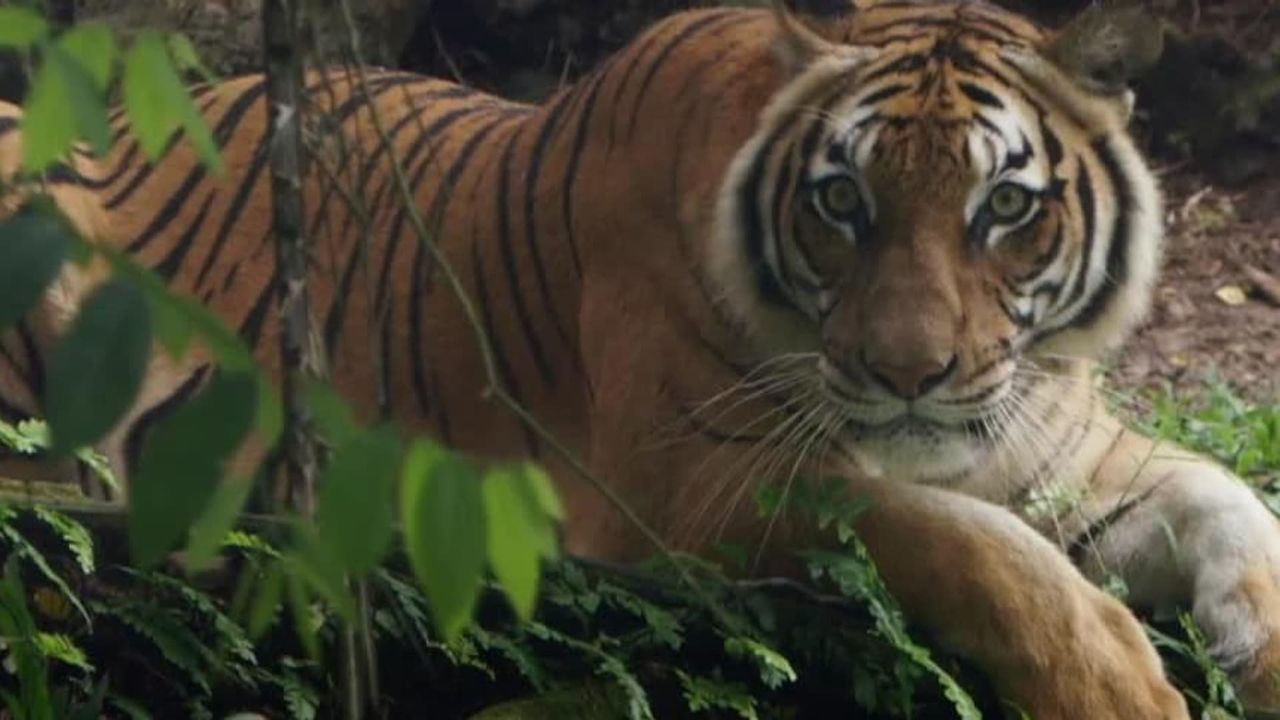 Malaysia's Last Tigers: Where to Watch and Stream Online | Reelgood