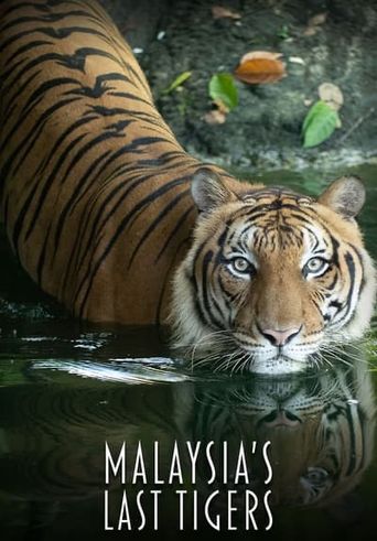 Malaysia's Last Tigers (2021): Where to Watch and Stream Online | Reelgood