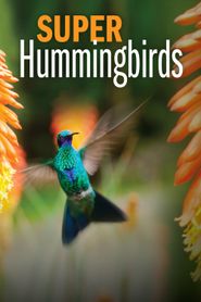 Super Hummingbirds: Where to Watch and Stream Online | Reelgood