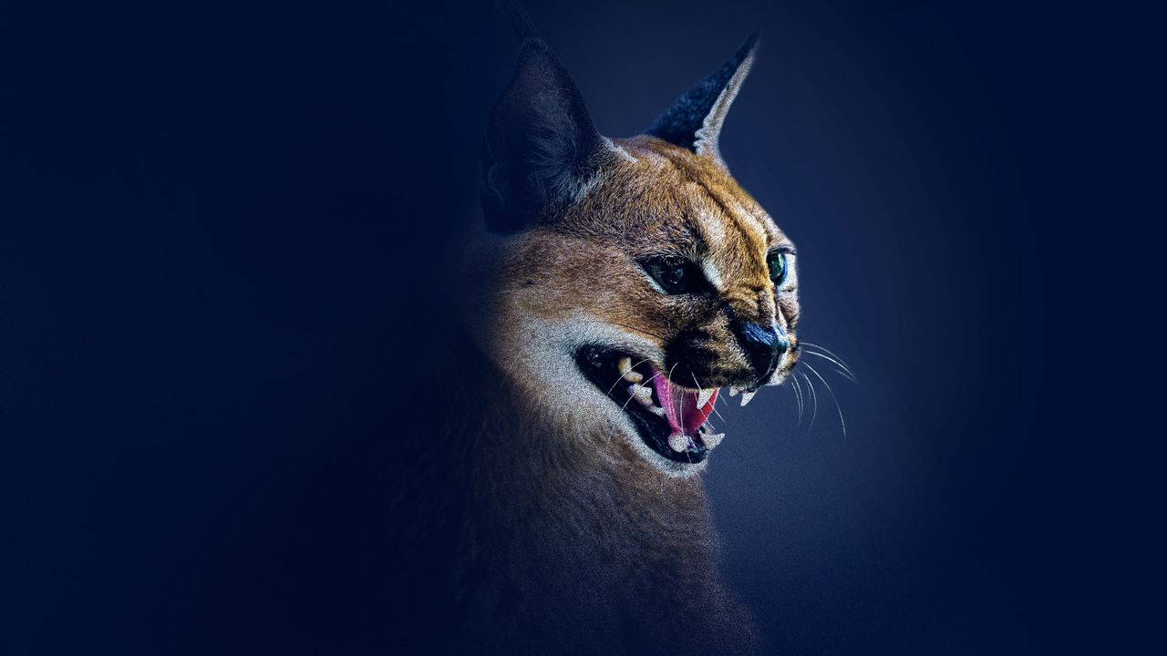 Shadow Cats: Where to Watch and Stream Online | Reelgood