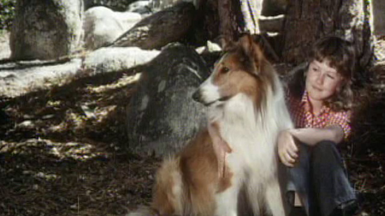 Lassie: The Adventures of Neeka (1988): Where to Watch and Stream Online | Reelgood