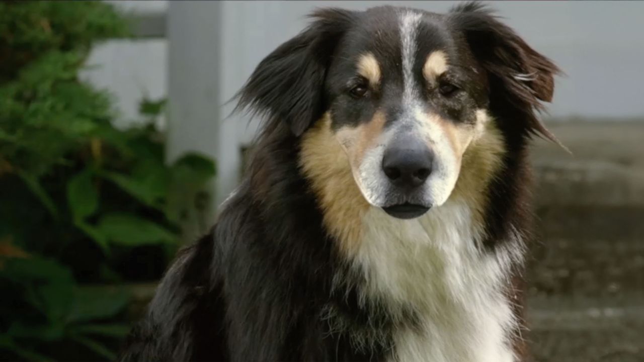 Bark Ranger (2015): Where to Watch and Stream Online | Reelgood