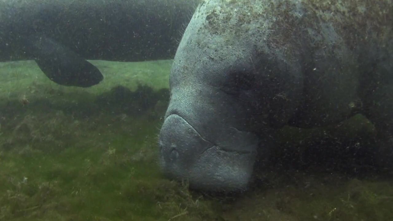 Manatees On The Move (2022): Where to Watch and Stream Online | Reelgood