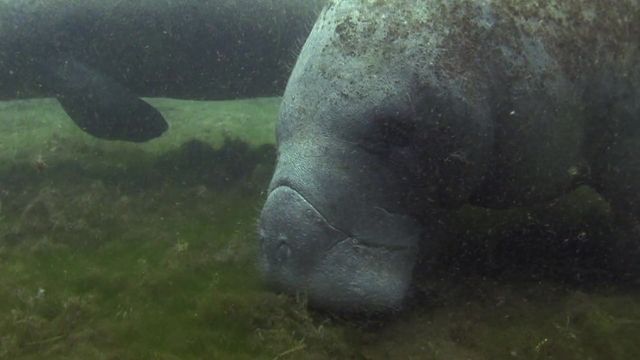 Manatees On The Move (2022): Where to Watch and Stream Online | Reelgood