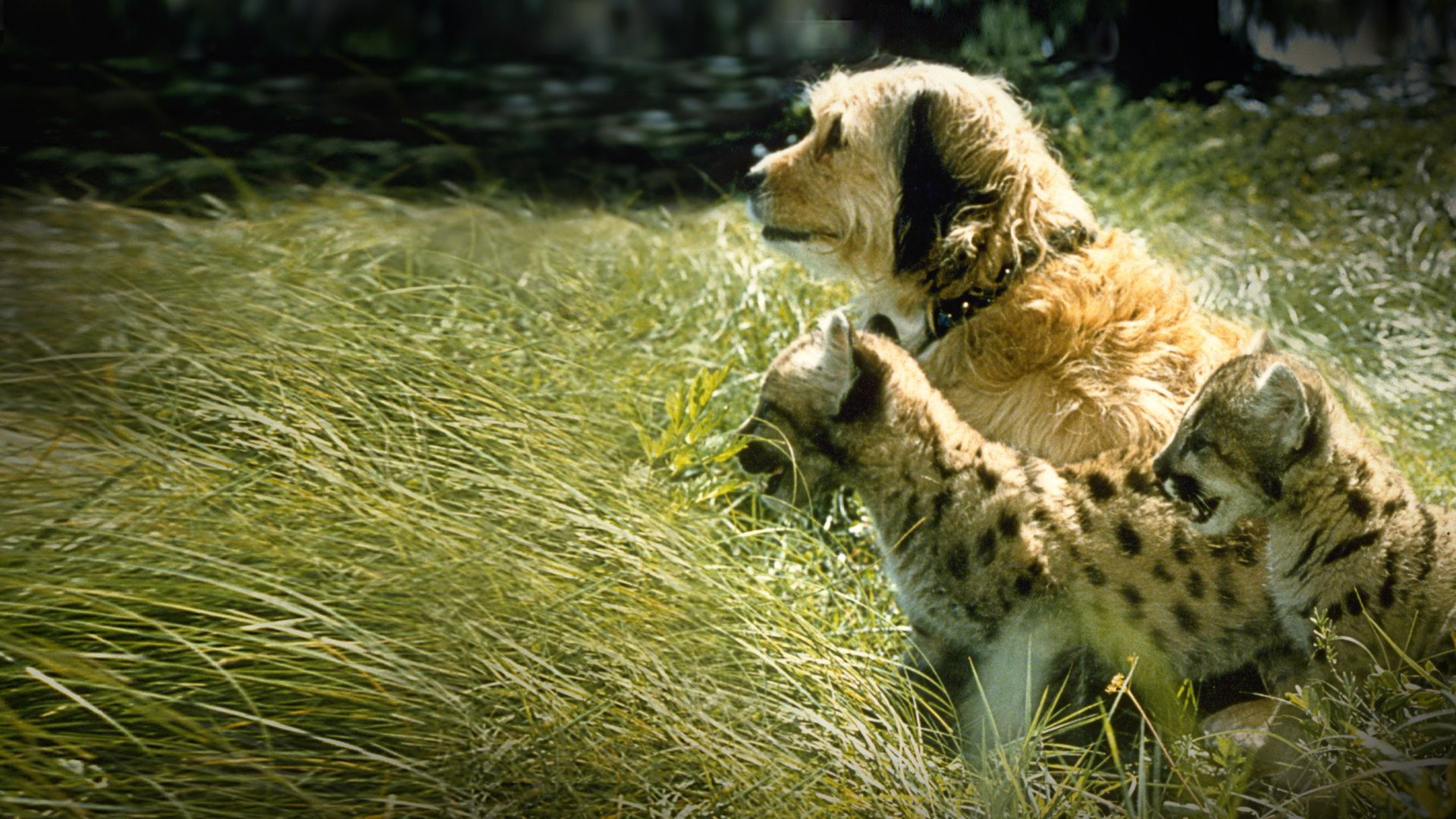 Hounded 2001 Trailer