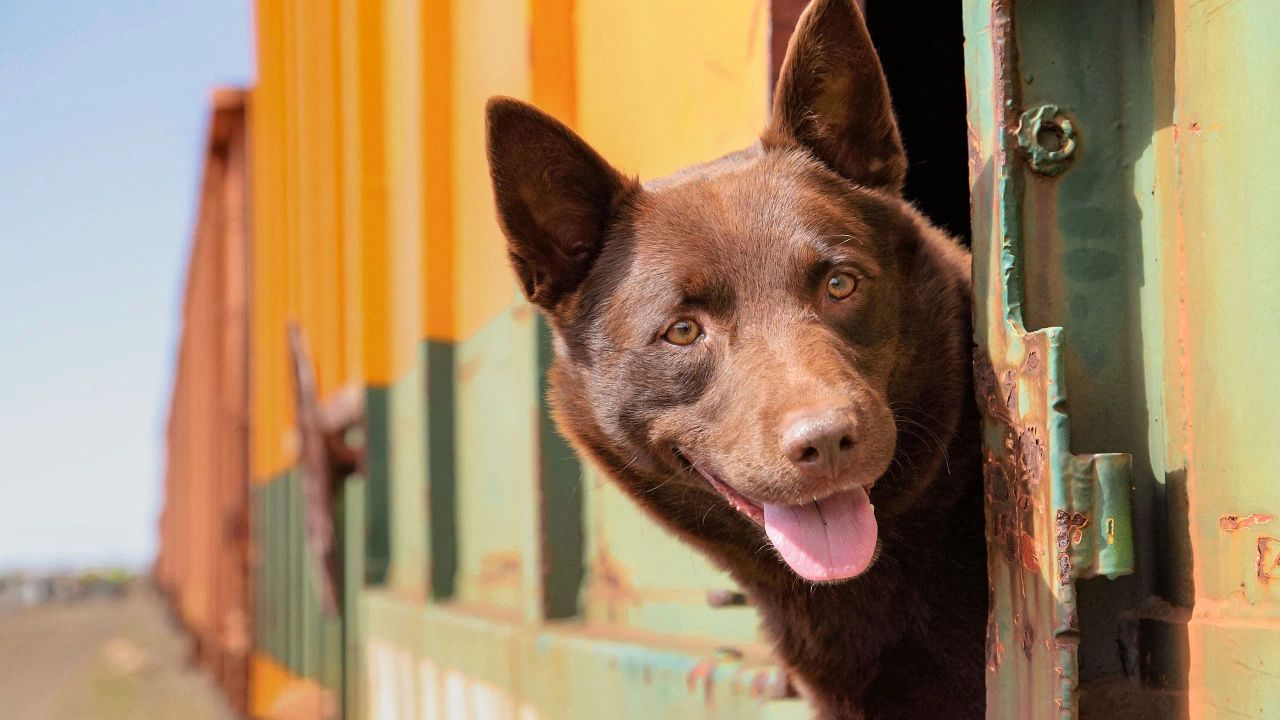 Koko: A Red Dog Story (2019): Where to Watch and Stream Online | Reelgood