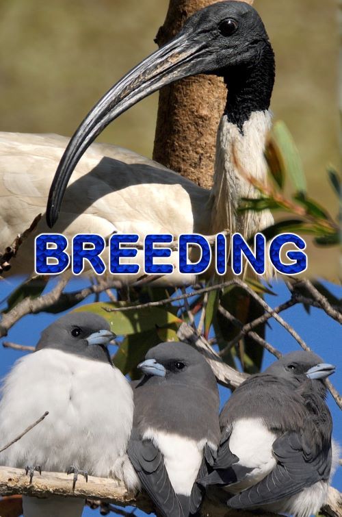 Breeding (2021): Where to Watch and Stream Online | Reelgood