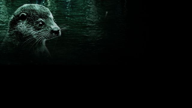 Tarka the Otter (1979): Where to Watch and Stream Online | Reelgood