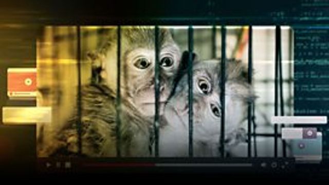 The Monkey Haters (2023): Where to Watch and Stream Online | Reelgood