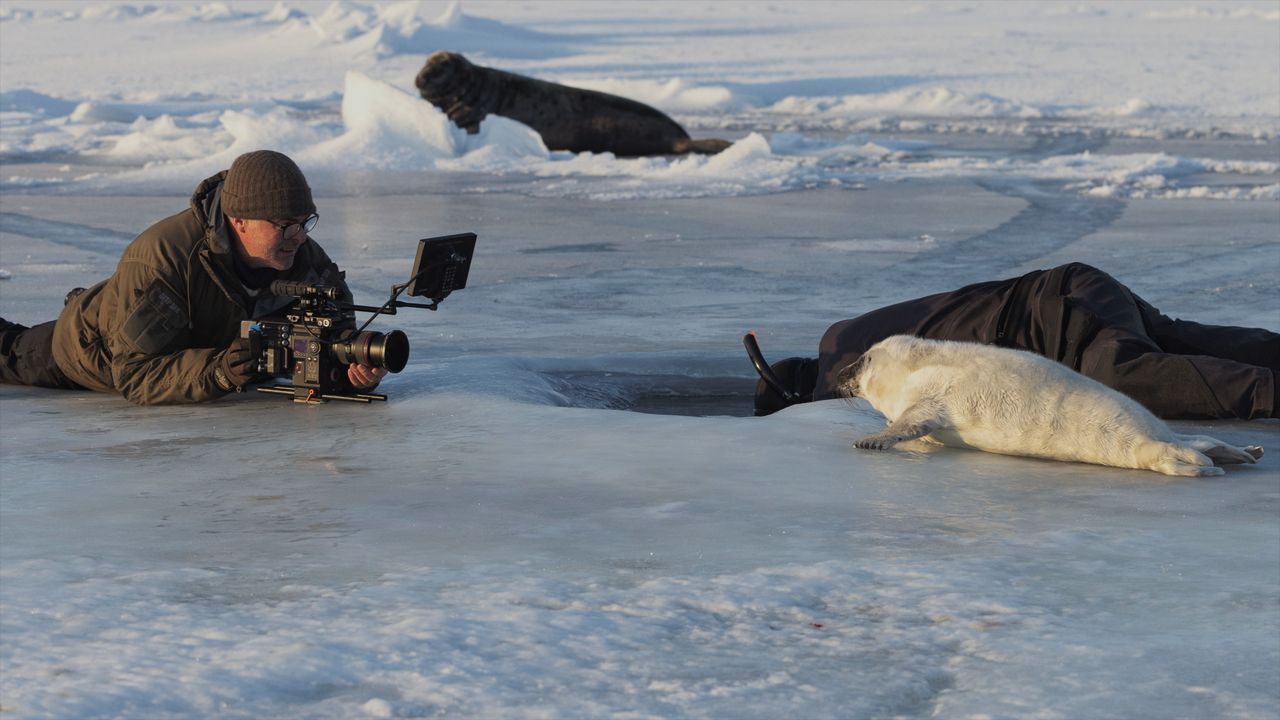 Chasing Walrus (With A Stubborn Photographer) (2023): Where to Watch ...