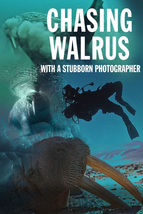 Chasing Walrus (With A Stubborn Photographer) (2023): Where to Watch ...