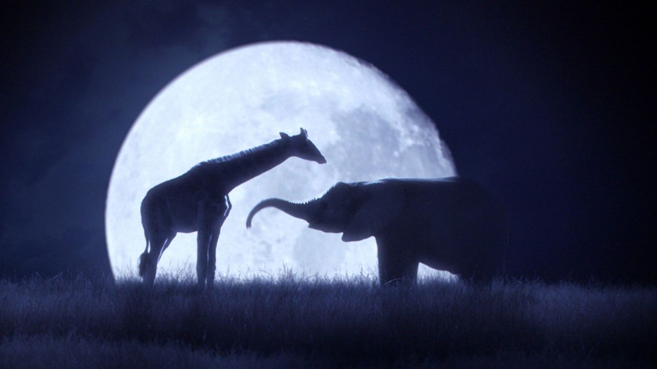 Elephant Tales (2006): Where to Watch and Stream Online | Reelgood