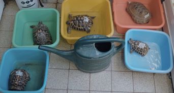 Turtle Shells (2018): Where to Watch and Stream Online | Reelgood