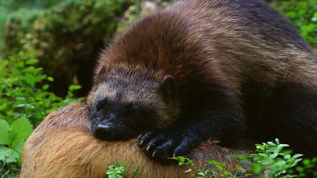 Wild Wolverine (2020): Where to Watch and Stream Online | Reelgood