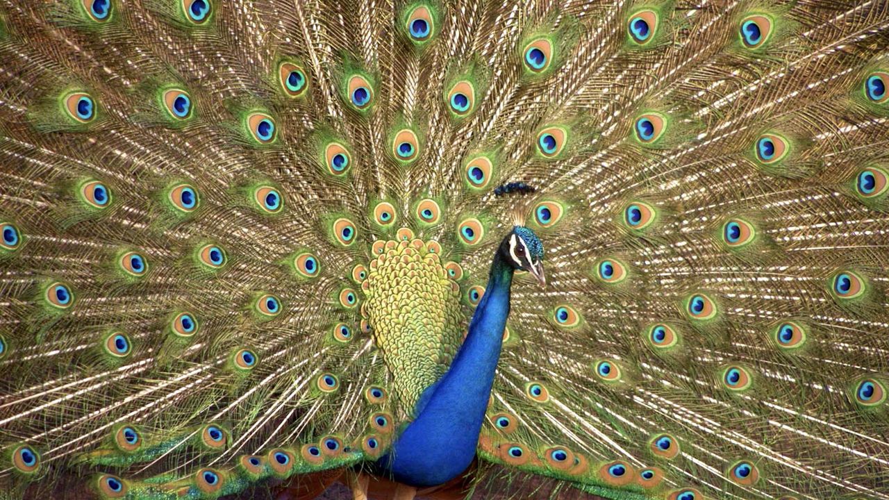 Crazy Creatures (2018): Where to Watch and Stream Online | Reelgood