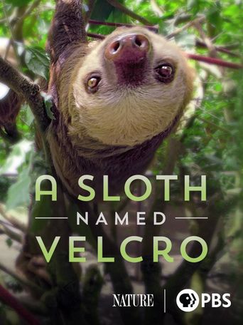 A Sloth Named Velcro (2014): Where to Watch and Stream Online | Reelgood