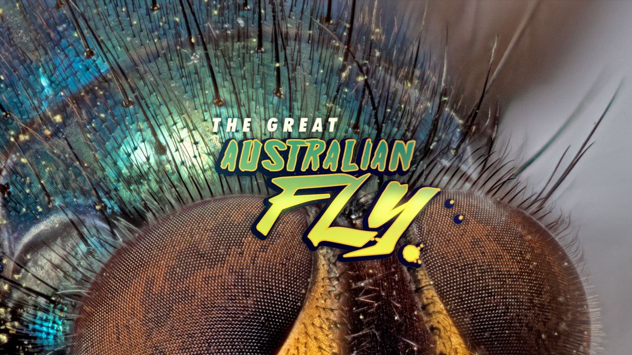 The Great Australian Fly (2014): Where to Watch and Stream Online ...