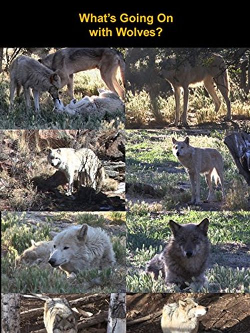 What's Going on with Wolves? (2017): Where to Watch and Stream Online ...