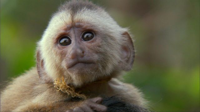 Ruby's Quest (2015): Where to Watch and Stream Online | Reelgood