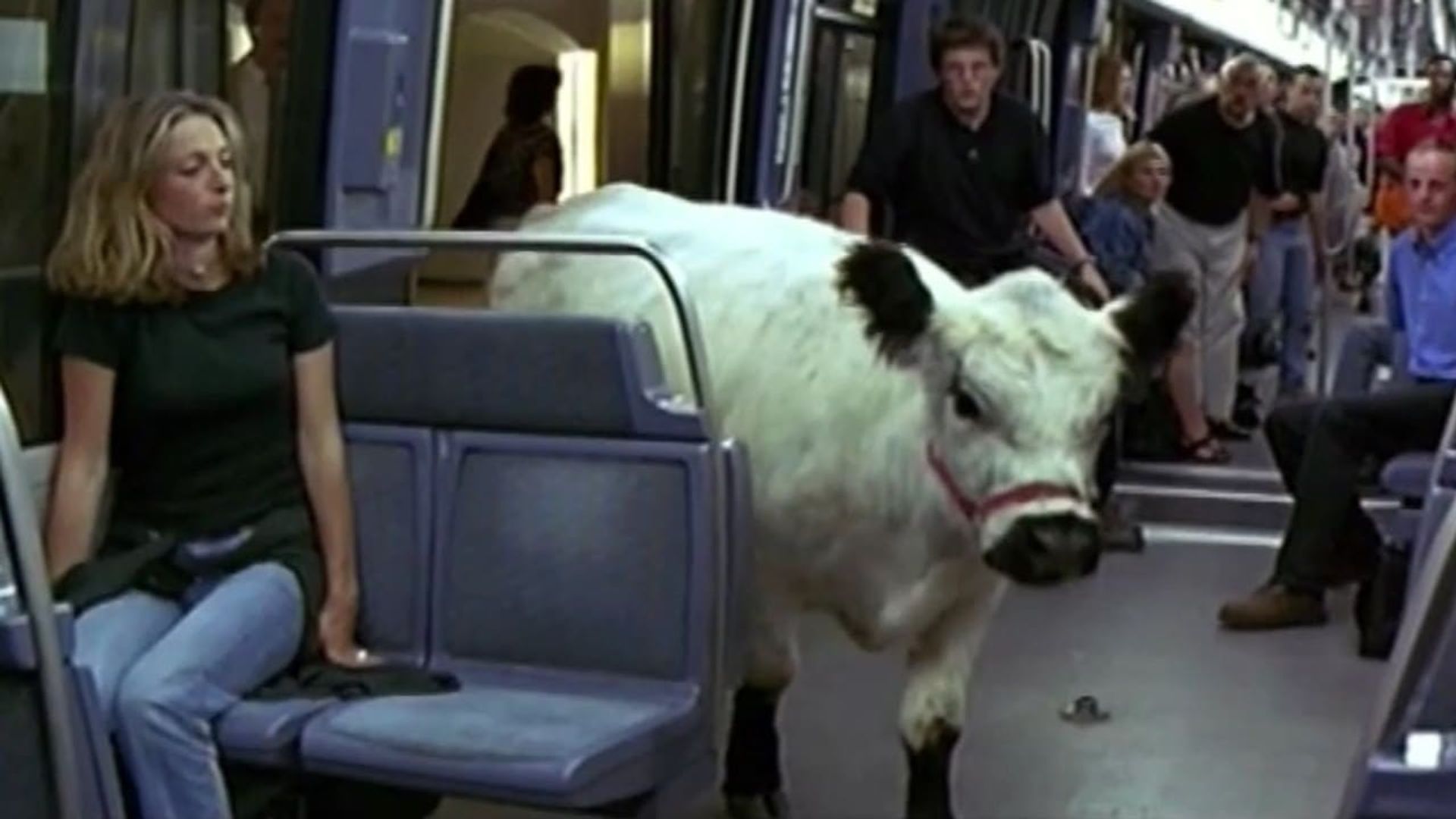La vache et le président (2000) - Where to Watch It Streaming Online ...