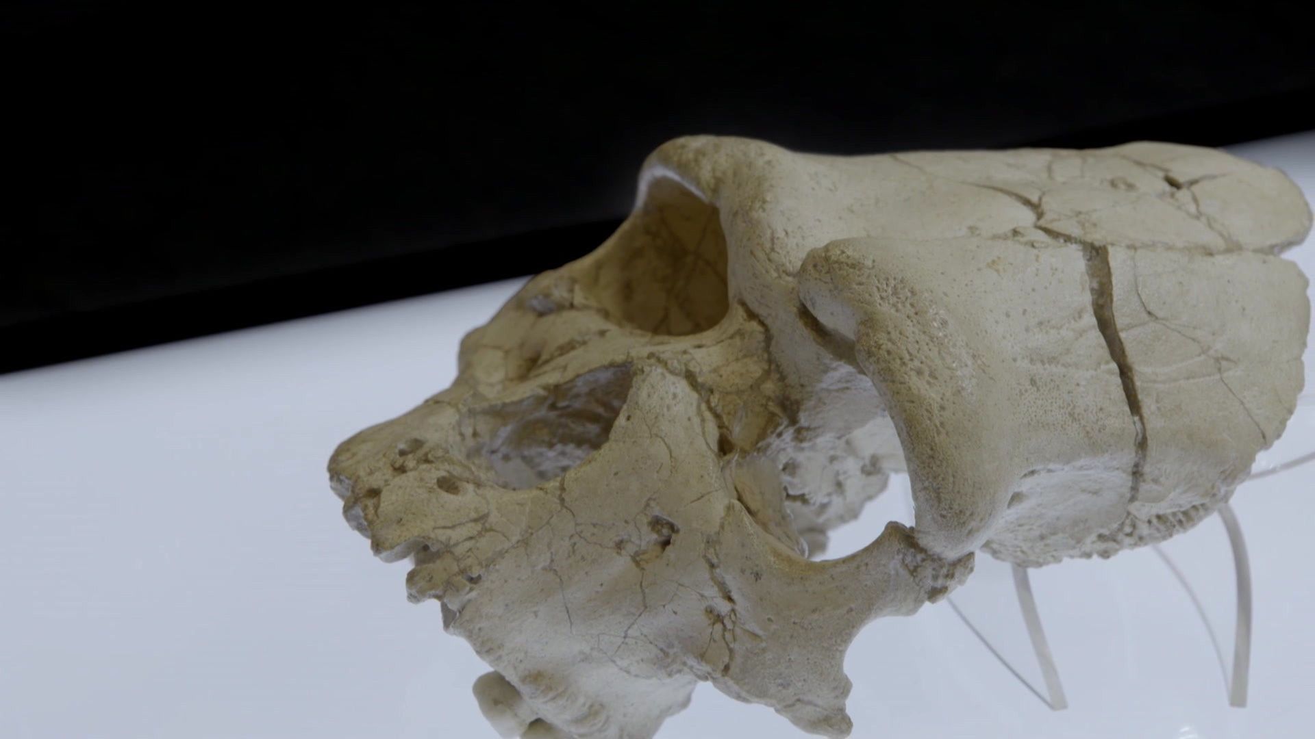 Who Killed the Neanderthal? (2017) - Watch on Curiosity Stream or ...