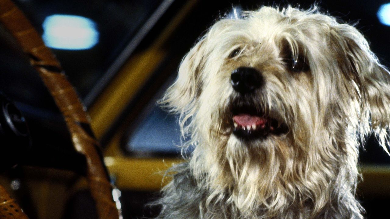 C.H.O.M.P.S. (1979): Where to Watch and Stream Online | Reelgood