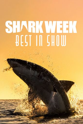 Shark Week Best in Show (2021): Where to Watch and Stream Online | Reelgood
