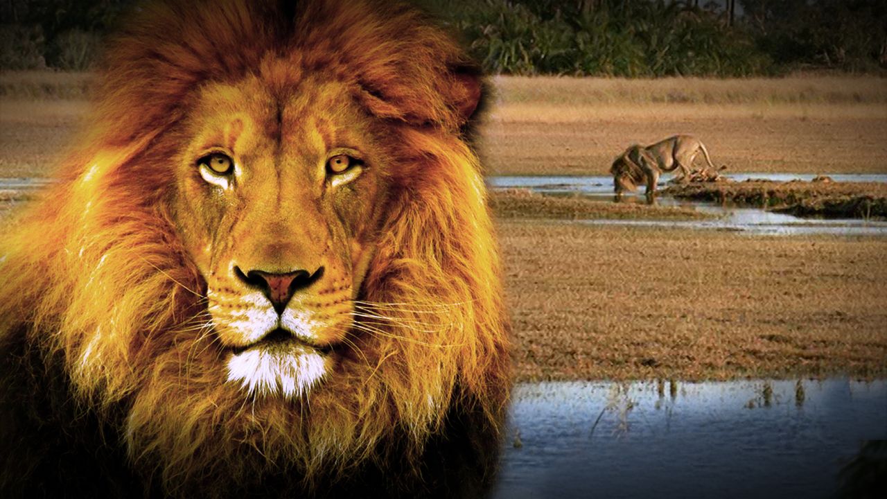 Kalahari -- The Flooded Desert on Nature (2012): Where to Watch and ...