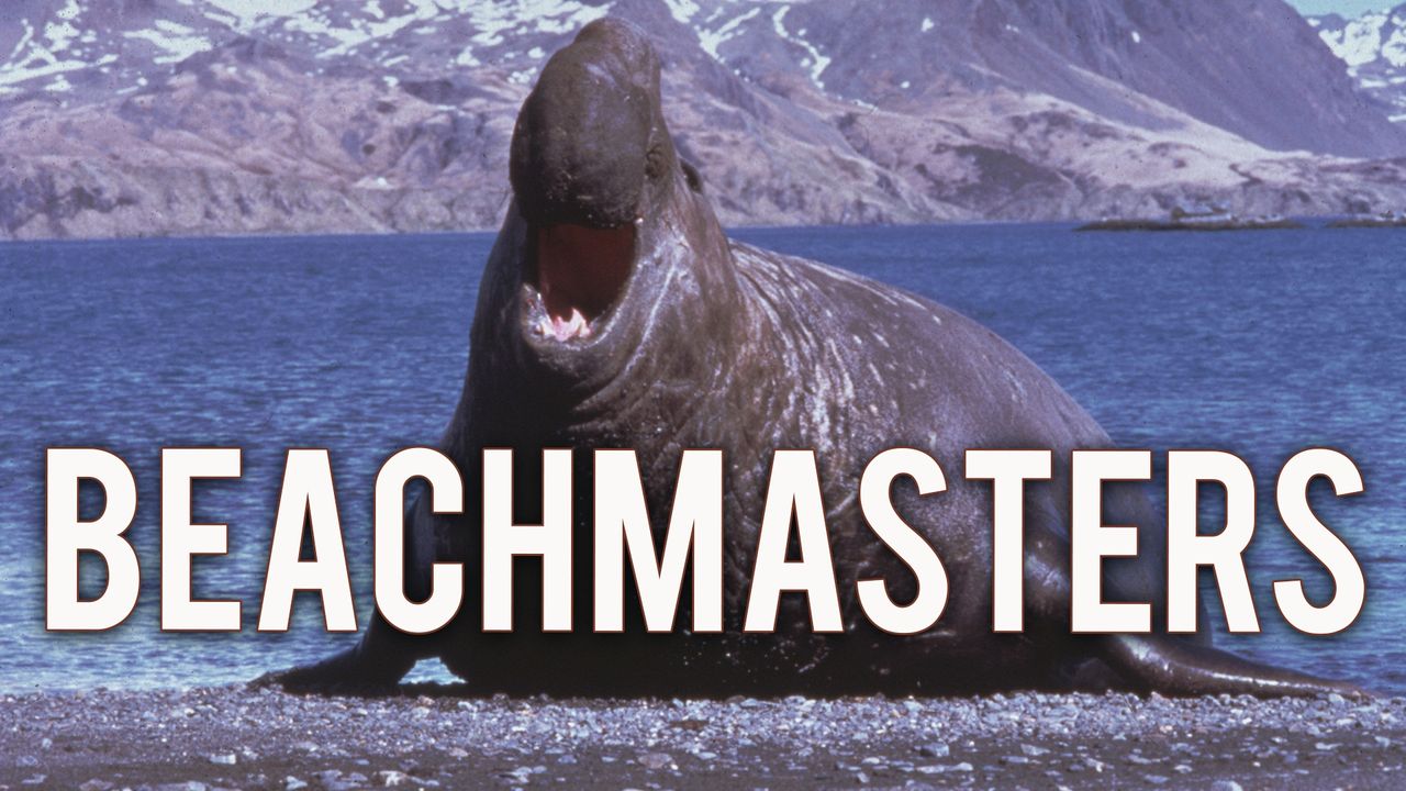 Beachmasters: Where to Watch and Stream Online | Reelgood