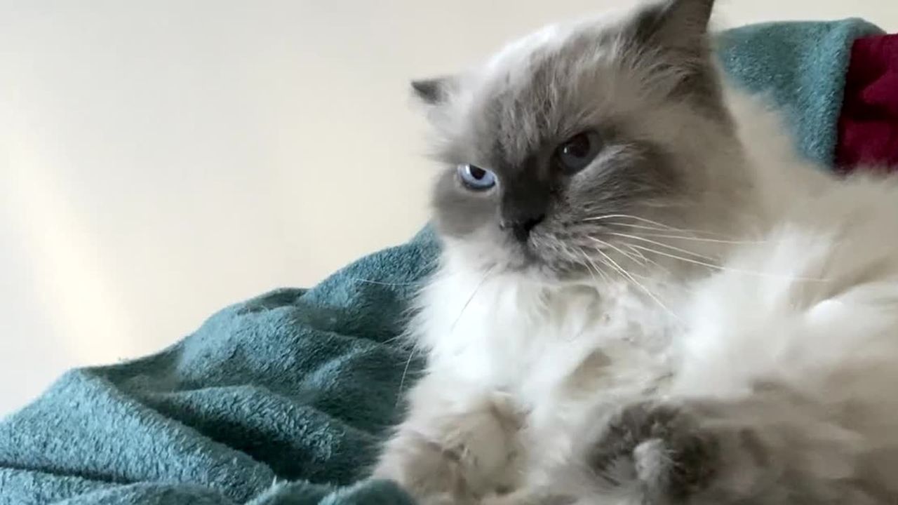 Diamond Heat (2022): Where to Watch and Stream Online | Reelgood