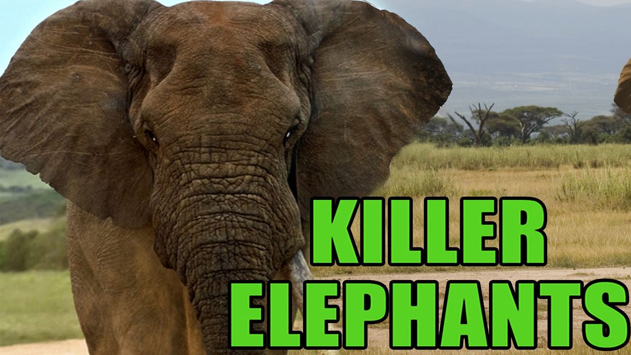 Killer Elephants (1976): Where to Watch and Stream Online | Reelgood