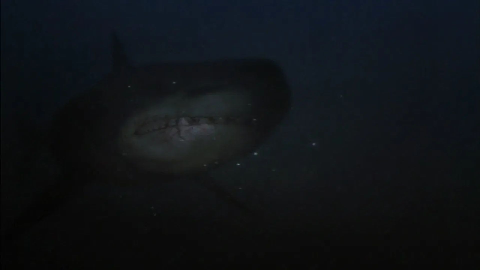 Shark Hunter (2001) - Watch on Tubi, Freevee, The Roku Channel, and ...