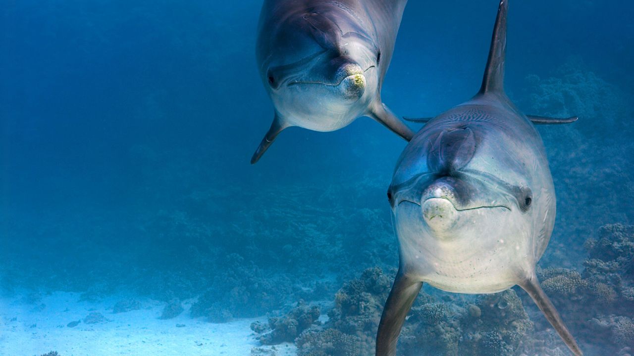 Dolphin Reef (2018): Where to Watch and Stream Online | Reelgood